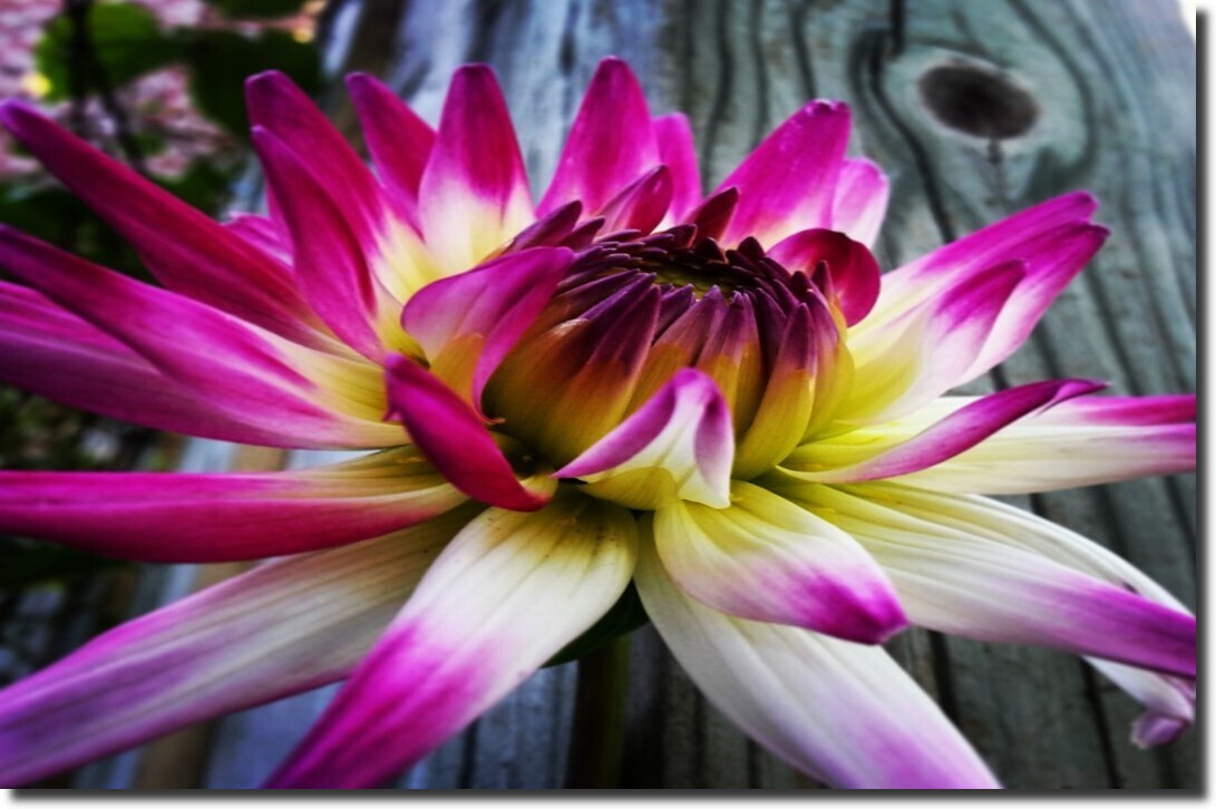 Your Website Design from Mundane to Mind-Blowing | Advansis Virtual